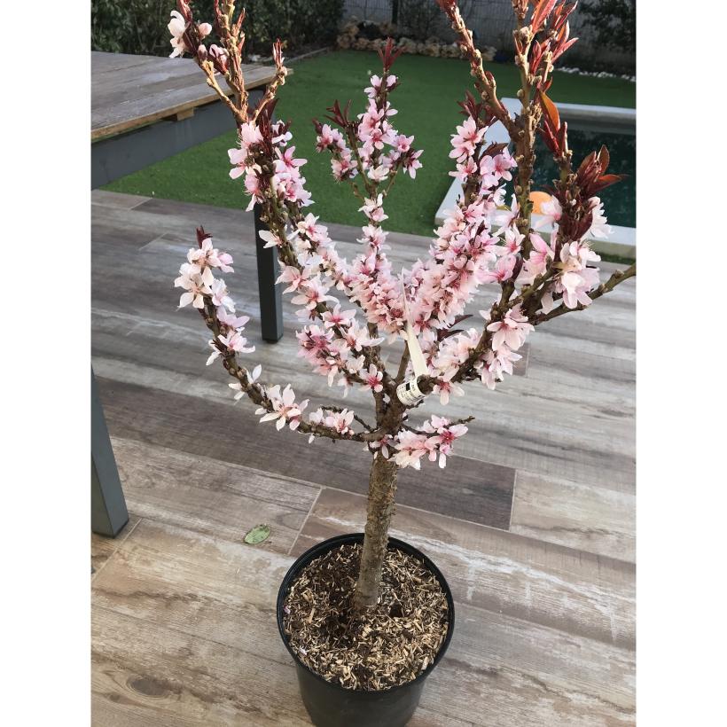 Pêcher Nain Crimson Bonfire - Prunus persica - Fruitier nain - Pêches ...