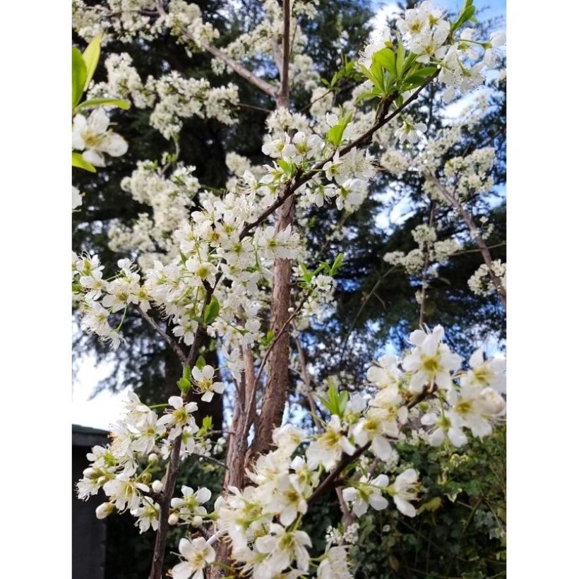 Prunier Victoria - Prunus domestica productif à gros fruits rouge violet