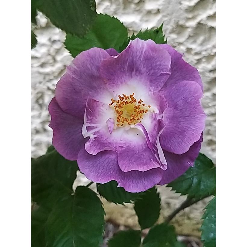 Rosa Pacific Dream Pejamblu - Rosier buisson à fleurs groupées semi ...