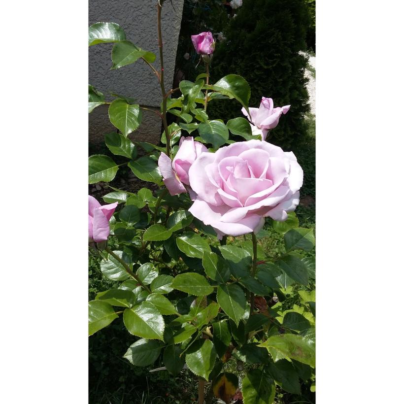 Rosier Rose Synactif by Shiseido - Grandes fleurs mauve lilas, doubles ...