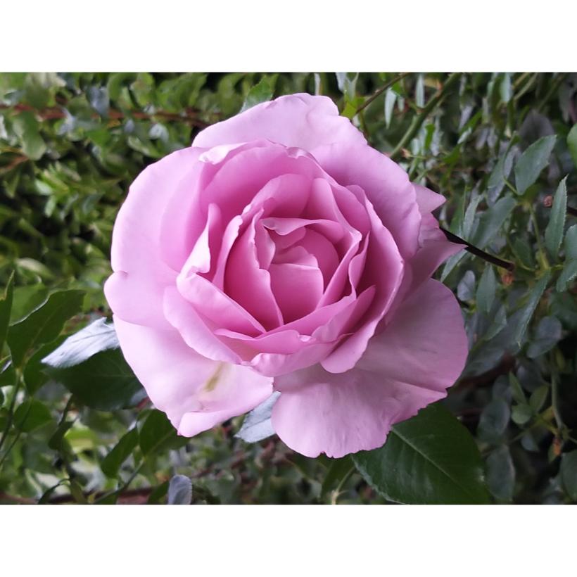 Rosier Rose Synactif by Shiseido - Grandes fleurs mauve lilas, doubles ...
