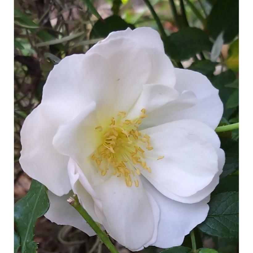 Rosa Pear - Rosier à fleurs semi doubles rose pâle - Parfum épicé et ...