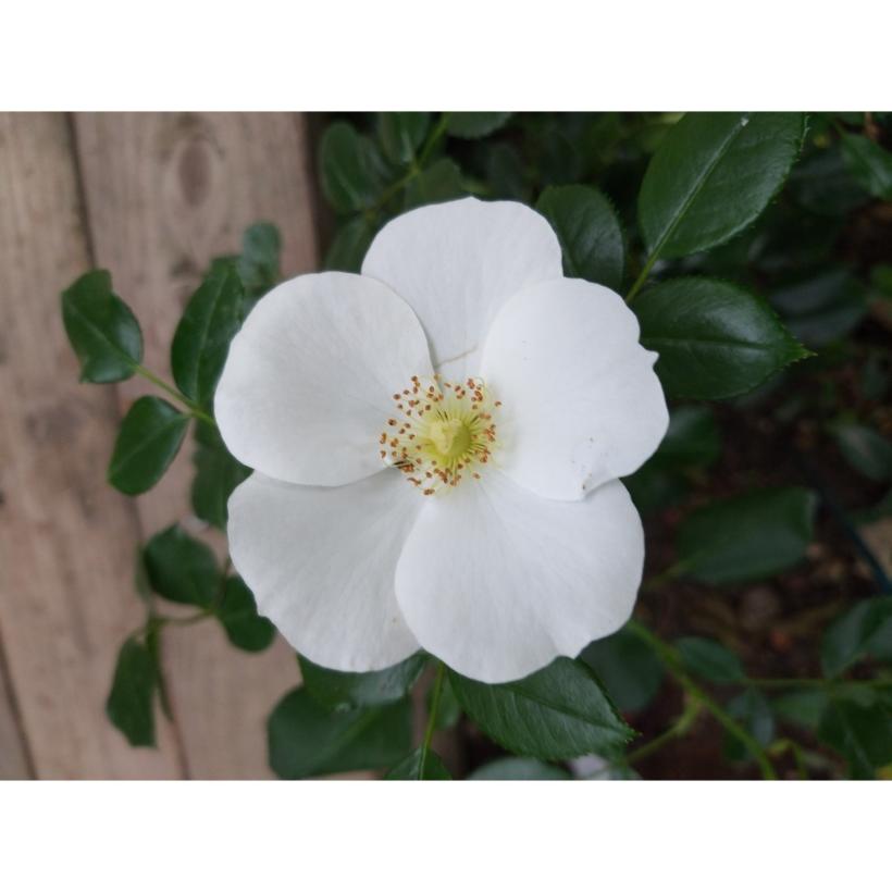 Rosa Escimo Kormifari - Rosier arbustif à fleurs simples blanches ...