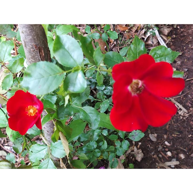 Rosier couvre-sol Marondo - Rosier paysager à floraison rouge velours.