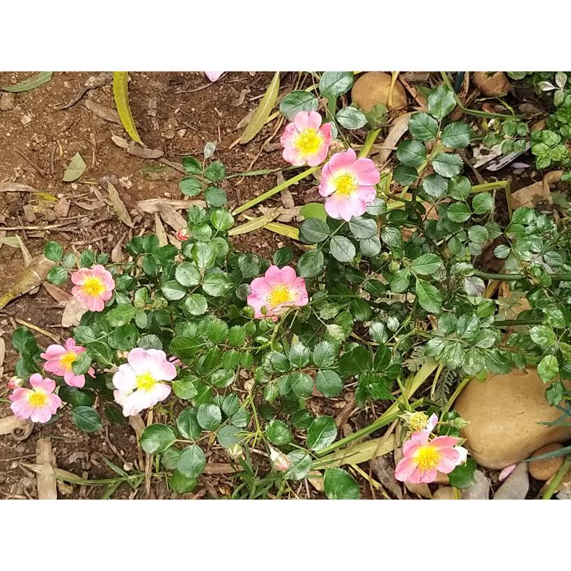 Rosier Topolina - Rosa (x) couvre-sol, tapissant, florifère, à fleurs ...