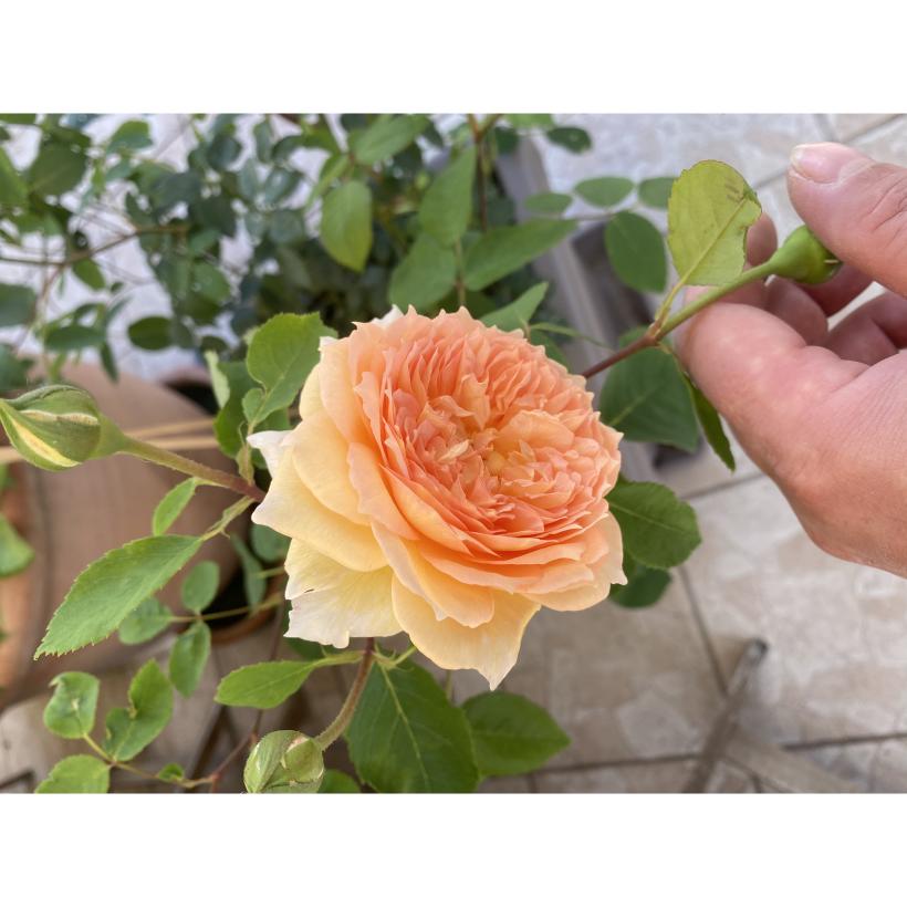 Rosier David Austin Bathsheba - Auschimbley - Nouveauté grimpante, aux ...