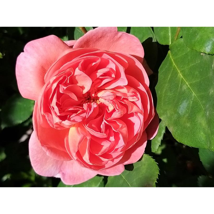 Rosa Boscobel® - Auscousin - Rose anglaise David Austin - Des fleurs ...