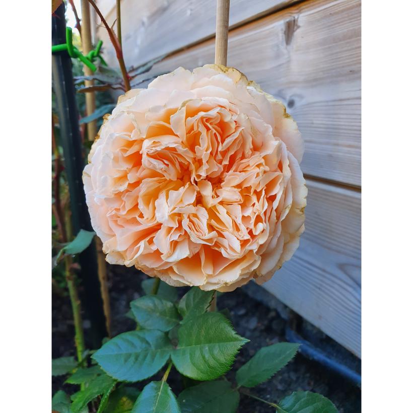 Rosa Crown Princess Margareta - Auswinter- Rose anglaise David Austin ...