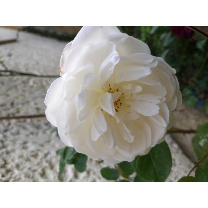Rosa Desdemona® - Auskindling - Rose anglaise David Austin, exquis, à ...