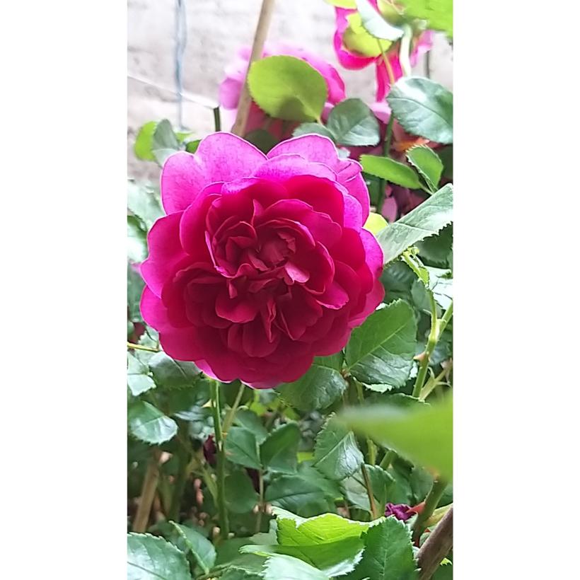 Rosa Princess Anne® - Auskitchen - Rose anglaise David Austin - Des ...