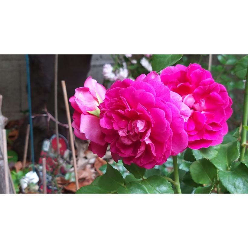 Rosa Princess Anne® - Auskitchen - Rose anglaise David Austin - Des ...