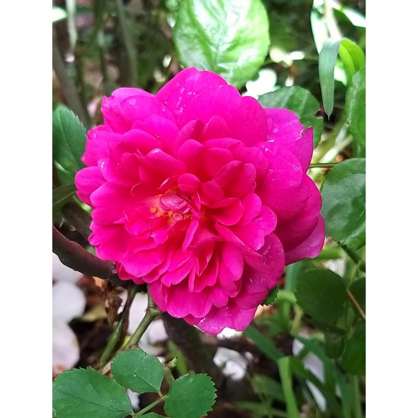 Rosa Princess Anne® - Auskitchen - Rose anglaise David Austin - Des ...