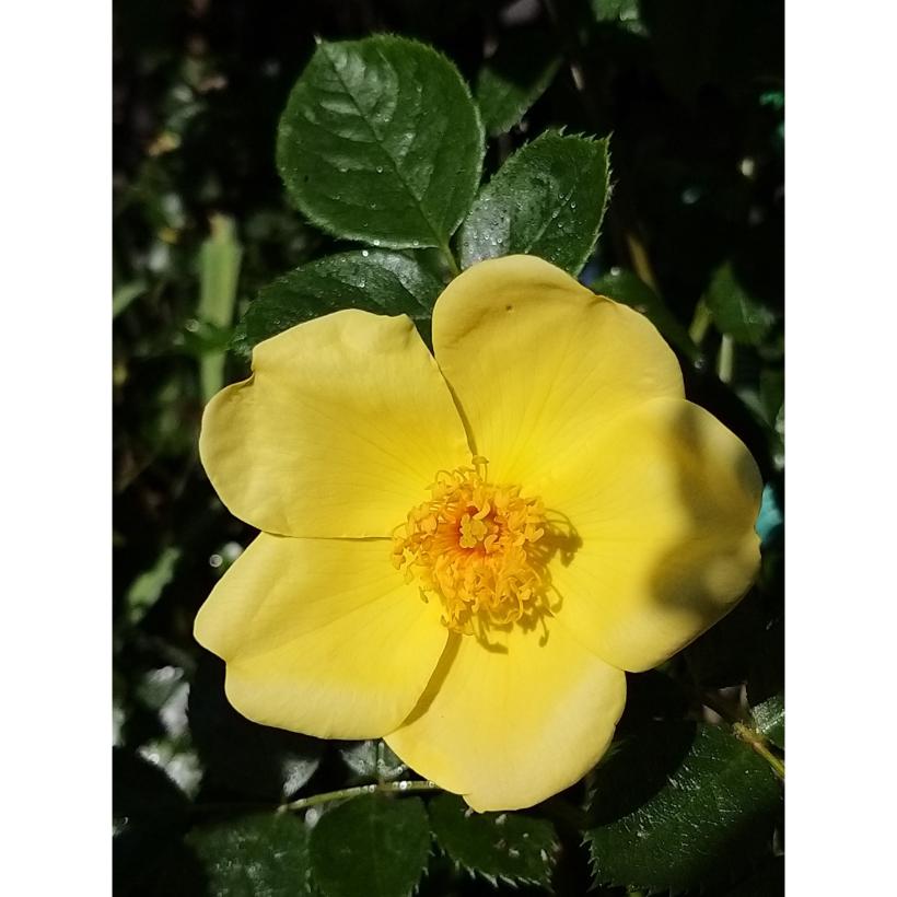 Rosa Tottering-by-Gently - Auscartoon - Rose anglaise David Austin à ...