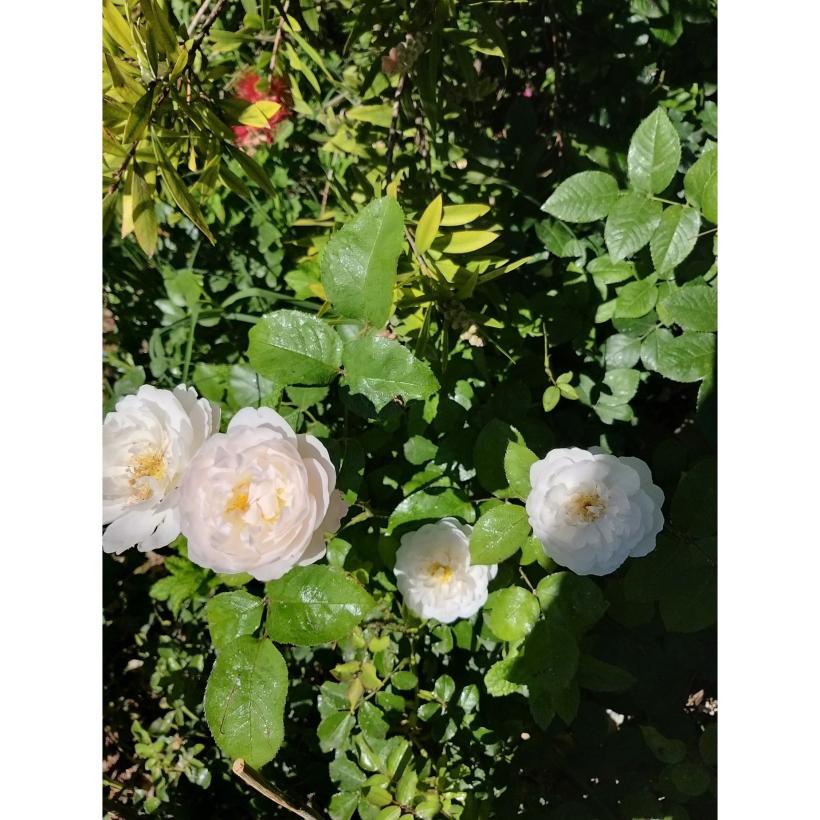 Rosa Winchester Cathedral Auscat - Rose anglaise David Austin aux ...