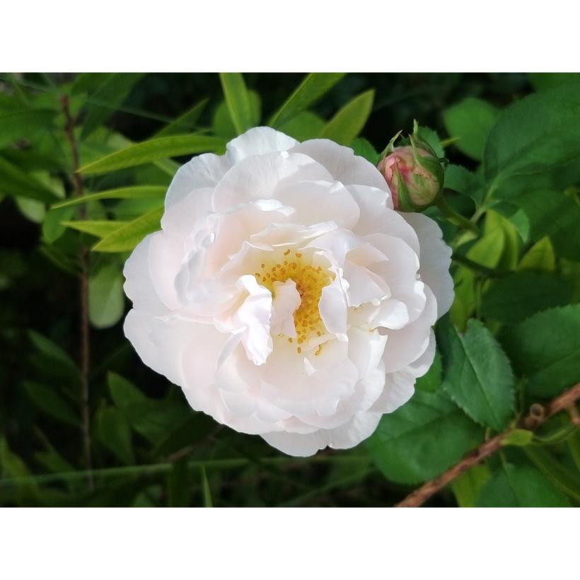 Rosa Winchester Cathedral Auscat - Rose anglaise David Austin aux ...