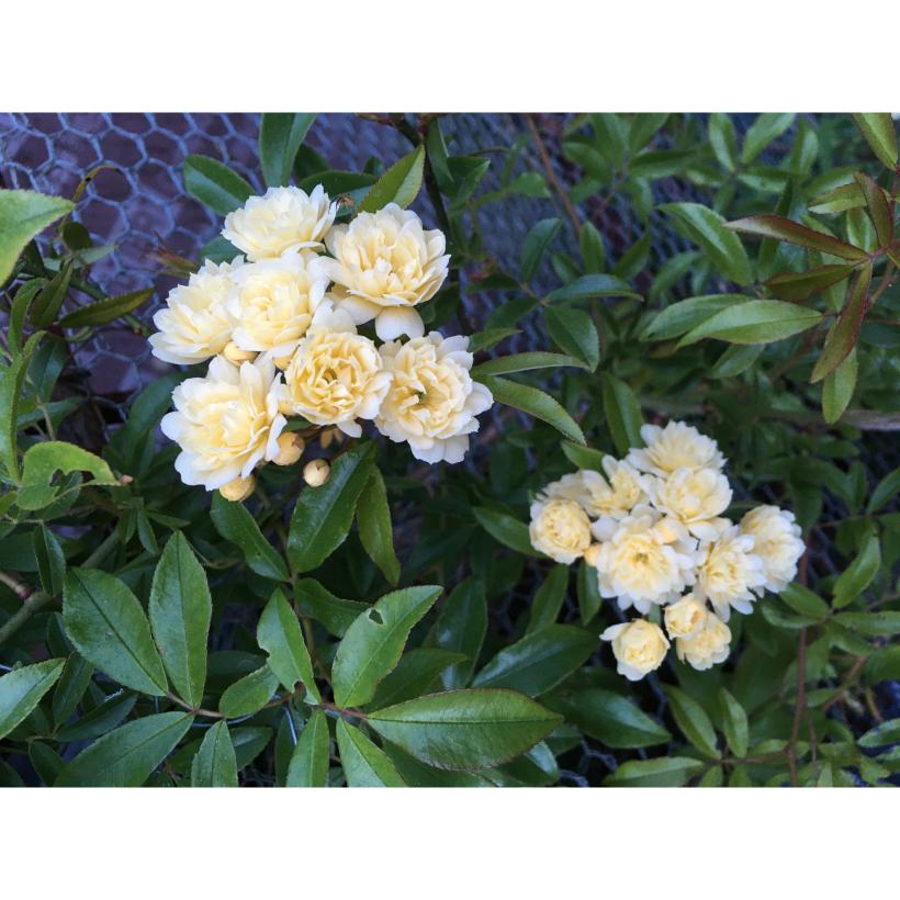 Rosa banksiae Lutea - Rosier de Banks, liane à petites roses jaune pâle