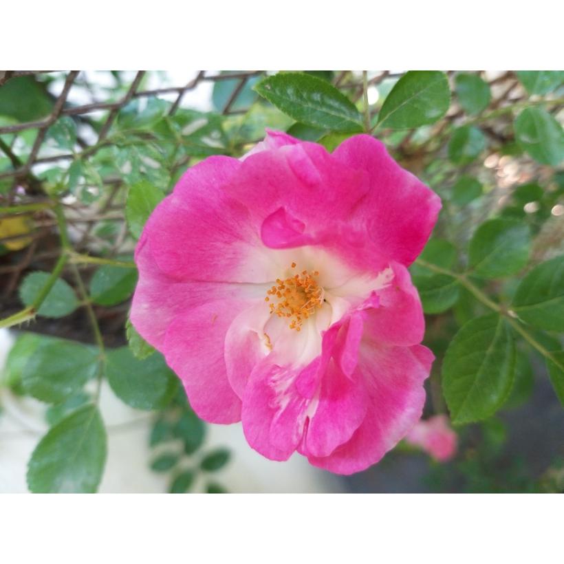 Rosier de Banks Rosea - Rosa banksiae - Liane aux fleurs doubles roses