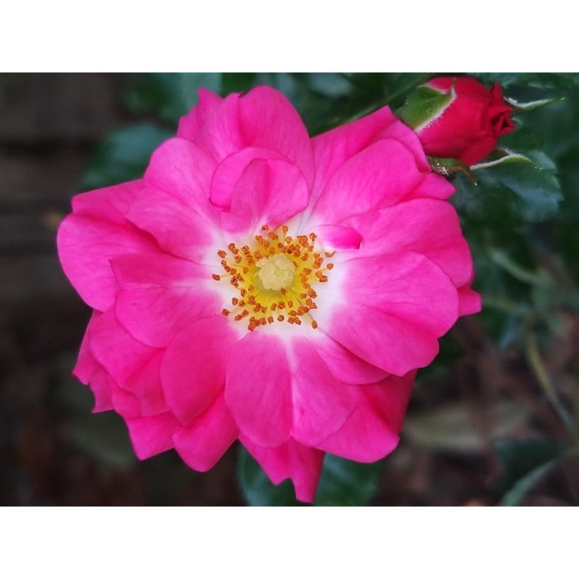 Rosier Decorosier EMERA