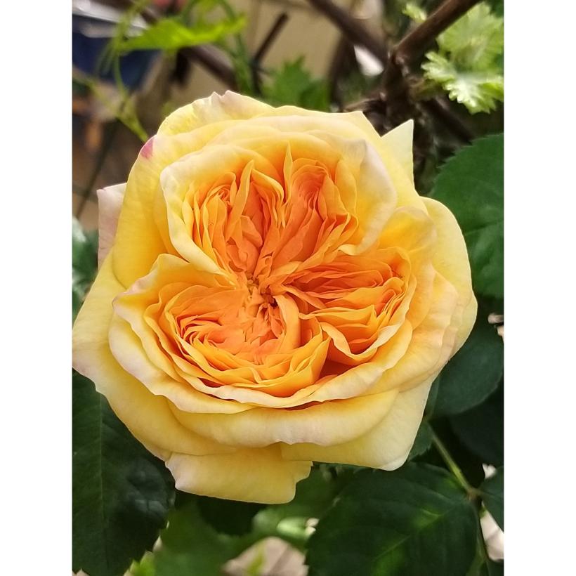 Rosa Alchymist - Rosier grimpant