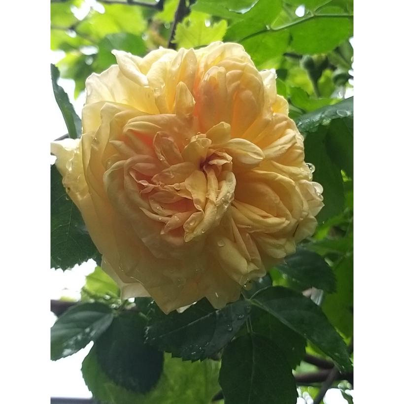 Rosa Alchymist - Rosier grimpant