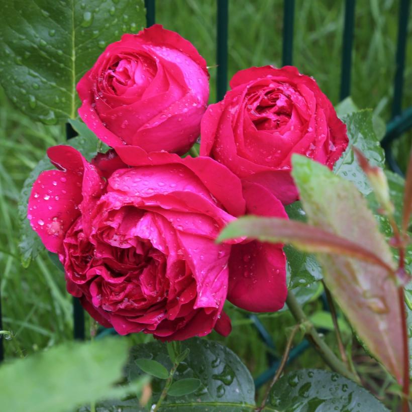 Rosa Red Eden Rose ® (Eric Tabarly, Red Pierre de Ronsard) - Rosier ...