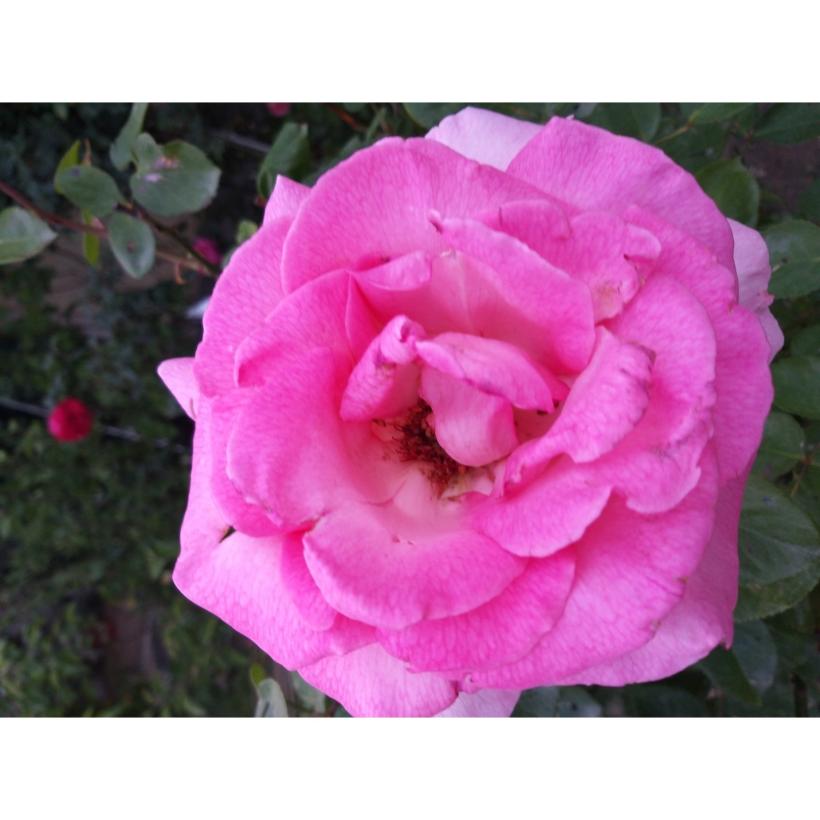 Rosier nain Bordure Rose - Fleurs roses semi-doubles.