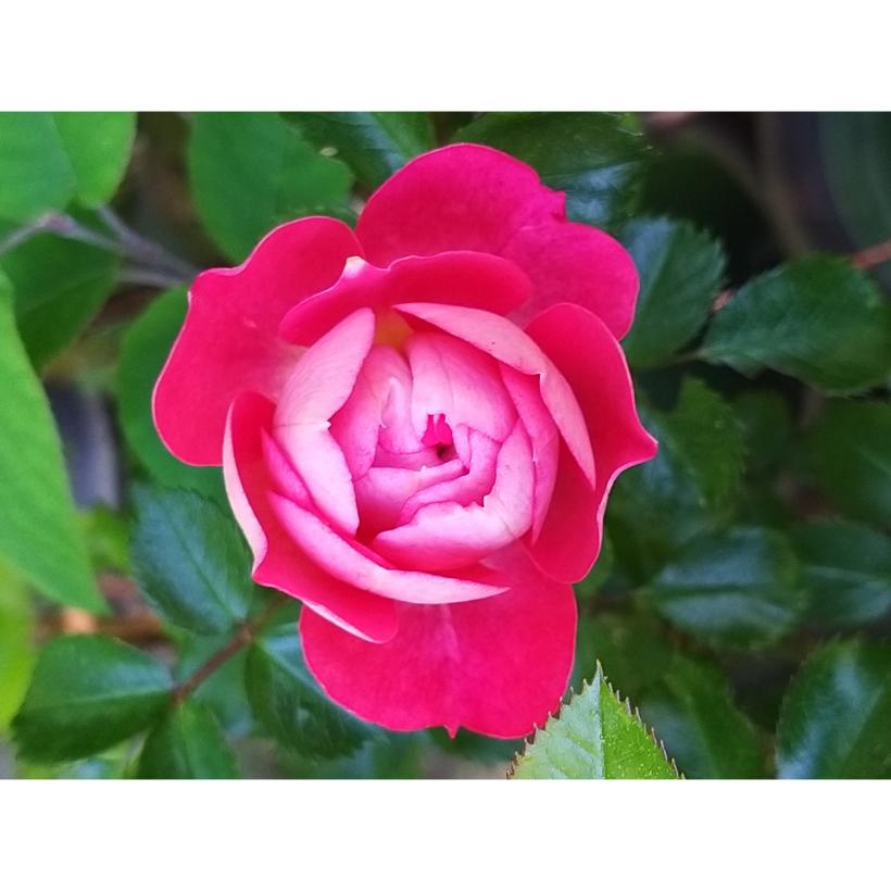 Rosa polyantha Charmant - Rosier miniature, très sain, aux bouquets de ...