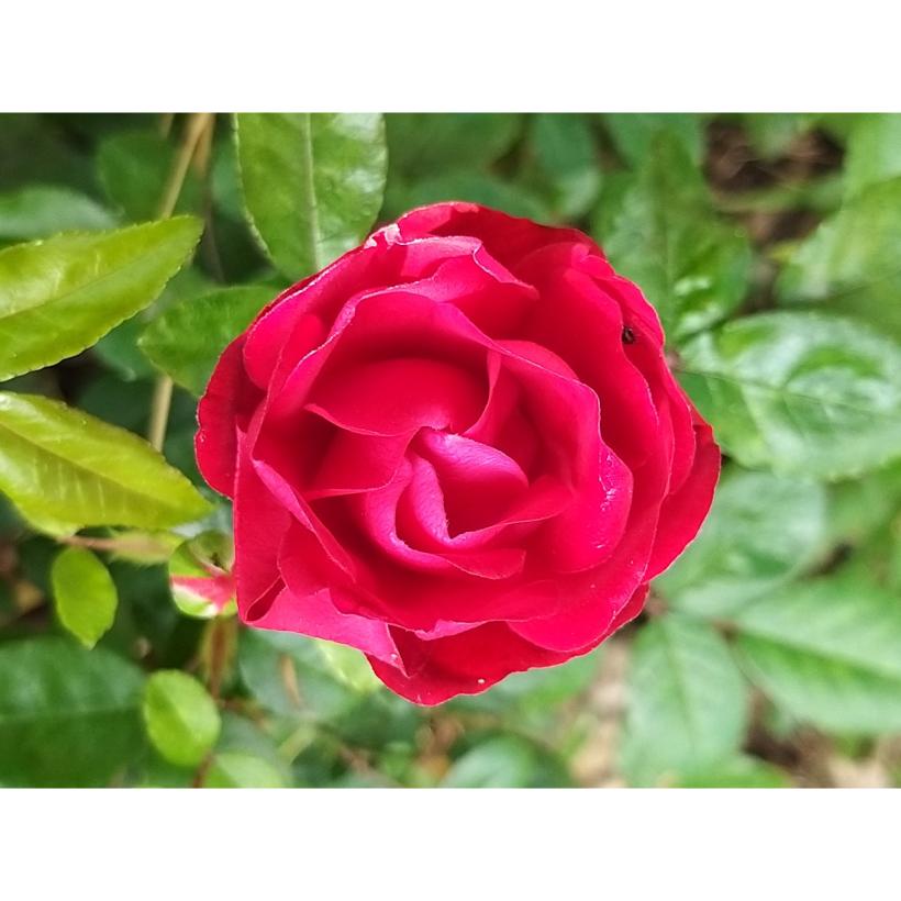 Rosa Fête des Mères - rosier nain très remontant pour patio de type ...