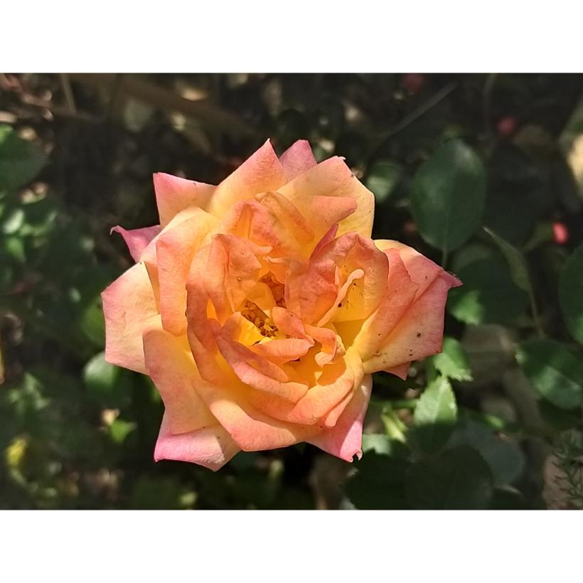 Rosa Little Sunset ® - Rosier miniature, au port harmonieux, aux ...