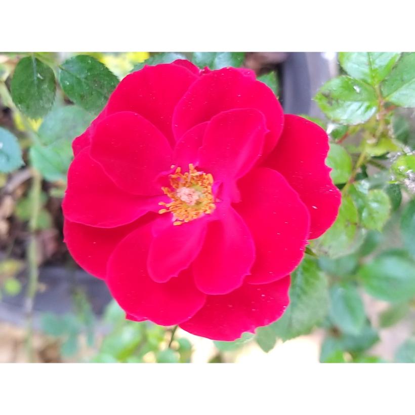 Rosa Ruby Ruby Weksactrumi - Rosier nain à fleurs groupées doubles ...