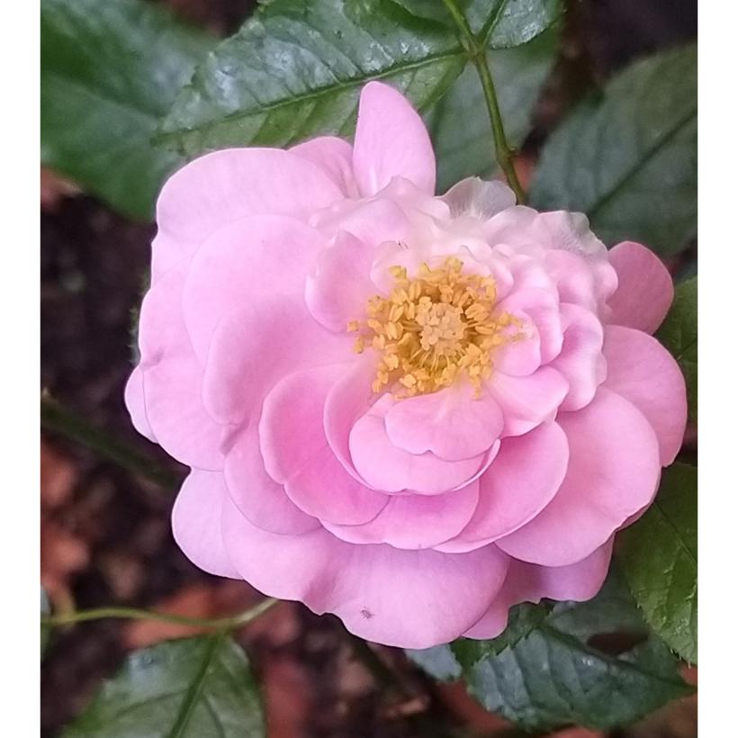 Rosa Patio Rose Nautica - Rosier à massif, fleurs doubles rose lavande ...