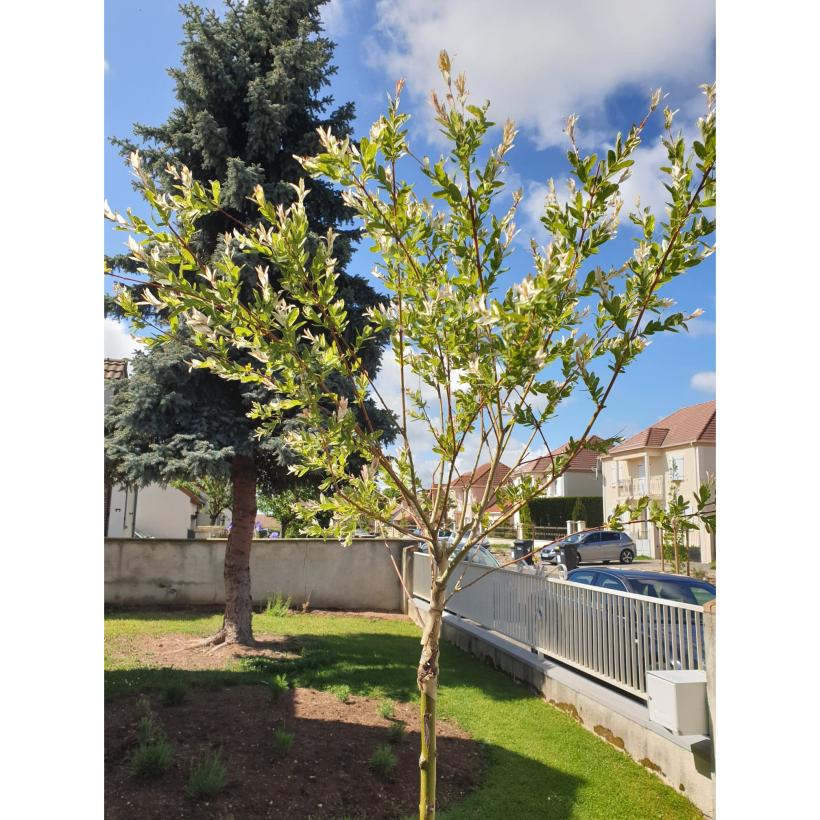 Salix integra Hakuro Nishiki - Saule crevette à feuillage panaché