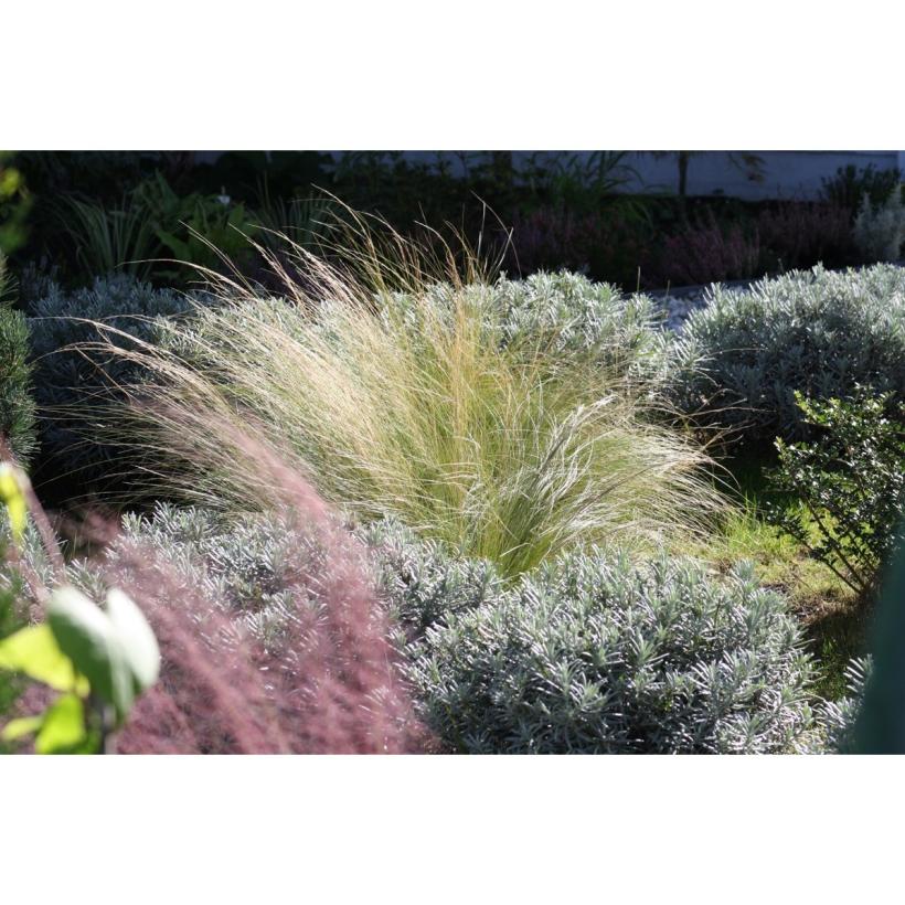 Cheveux d'ange - Stipa tenuifolia - Ponytail - Une graminée persistante ...