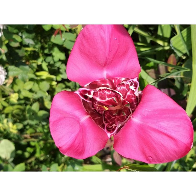 Oeil de Paon - Tigridia pavonia en mélange de coloris - Plantes ...