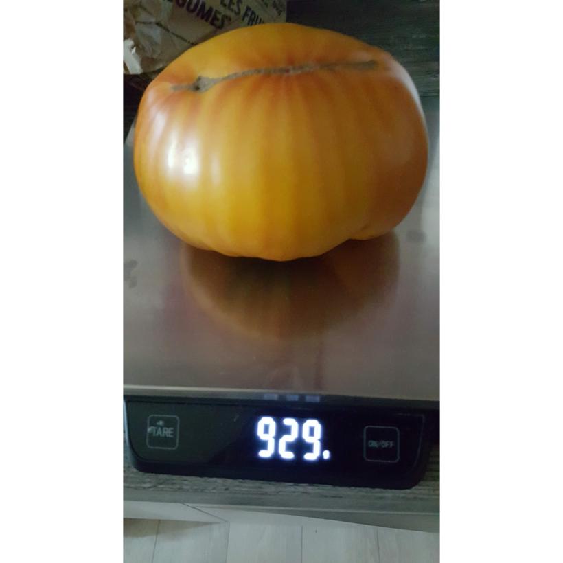 Tomate Buffalo Sun - Plants potager - Tomate côtelée rouge-orangé, à ...