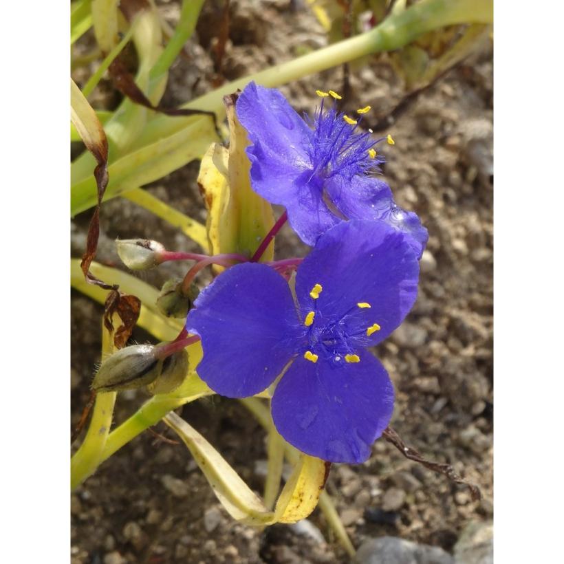 Tradescantia andersoniana Sweet Kate - Éphémère de Virginie aux fleurs ...