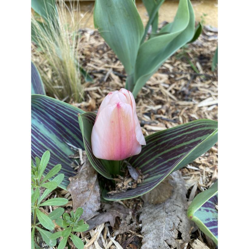 Tulipe greigii Pour Elise - Tulipa für Elise - Bulbe - Variété botanique