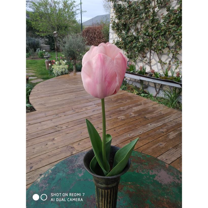 Tulipe Triomphe Rosalie - Bulbe - Variété haute à fleur rose tendre