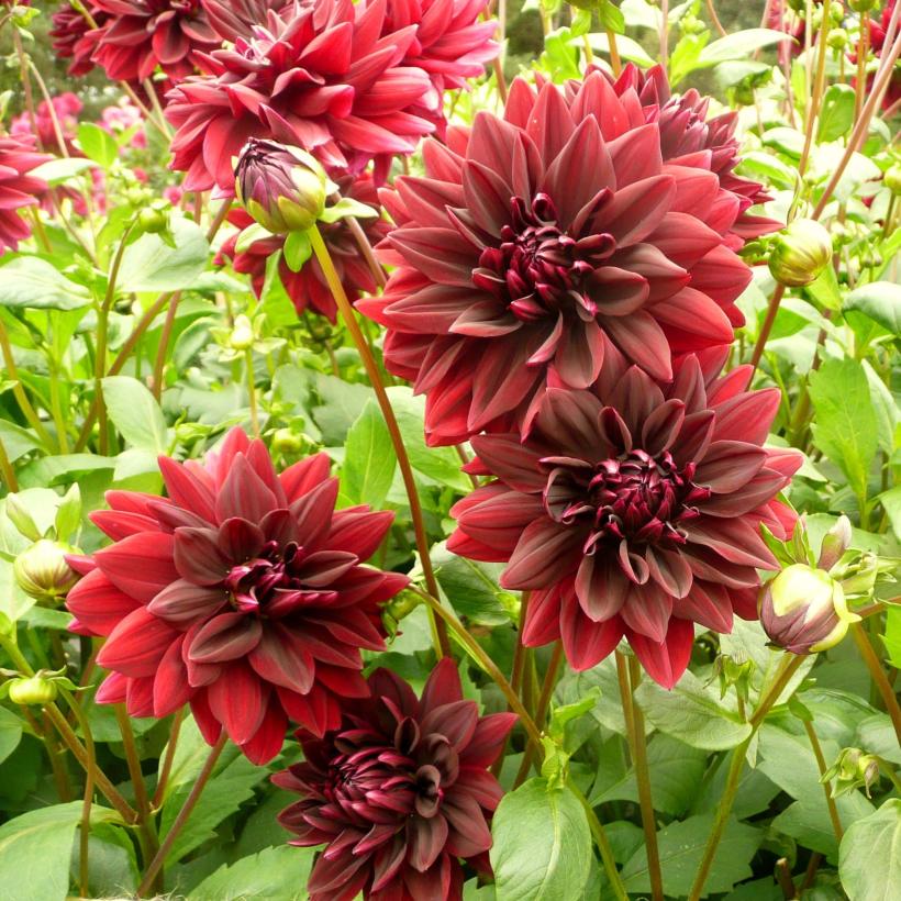 Le Dahlia Sam Hopkins, un dahlia décoratif aux fleurs rouge foncé