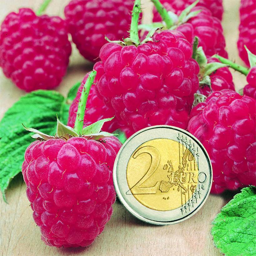 Framboisier remontant Sumo 2 - Rubus idaeus à très gros fruits