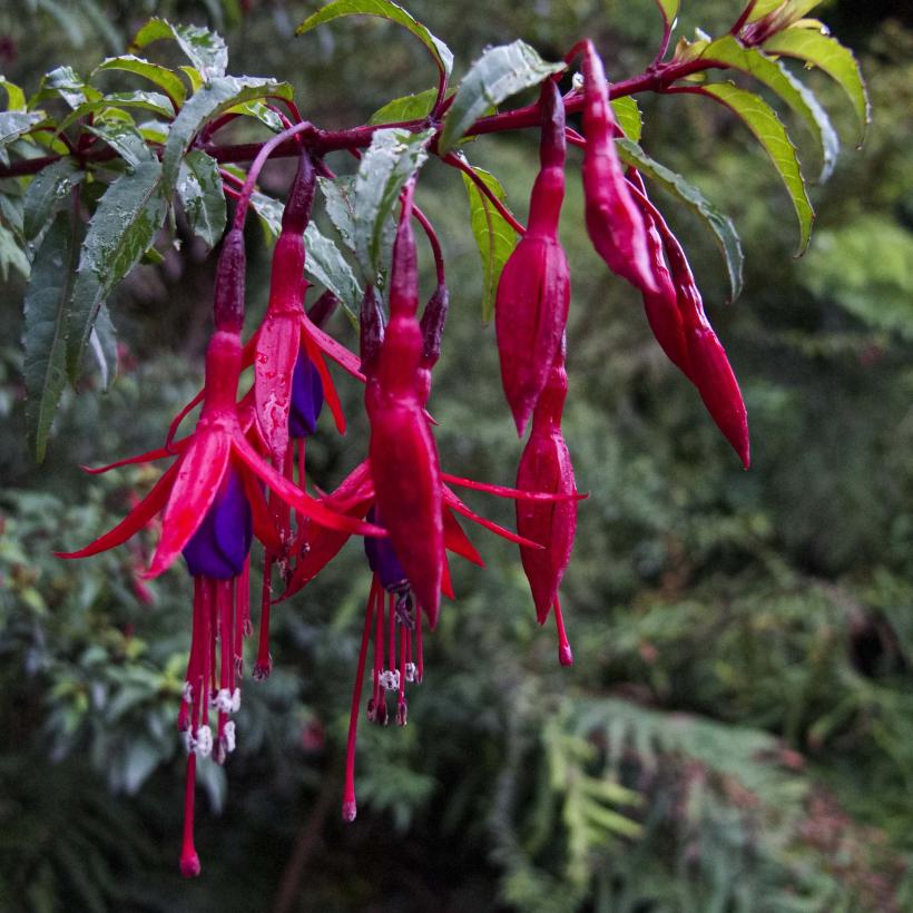 Fuchsia magellanica Riccartonii - Fuchsia de Magellan arbustif et rustique
