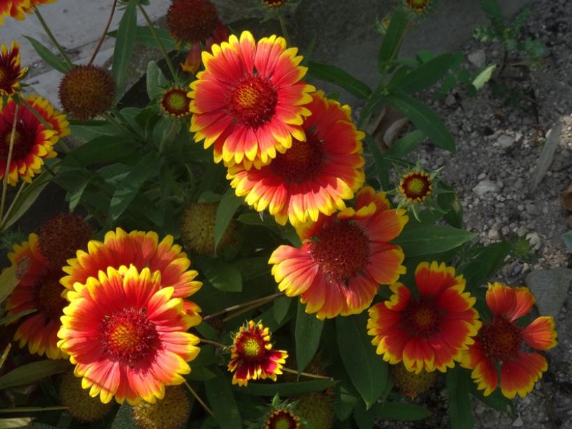 Gaillarde Kobold - Gaillardia (x) grandiflora - Vivace compacte à ...