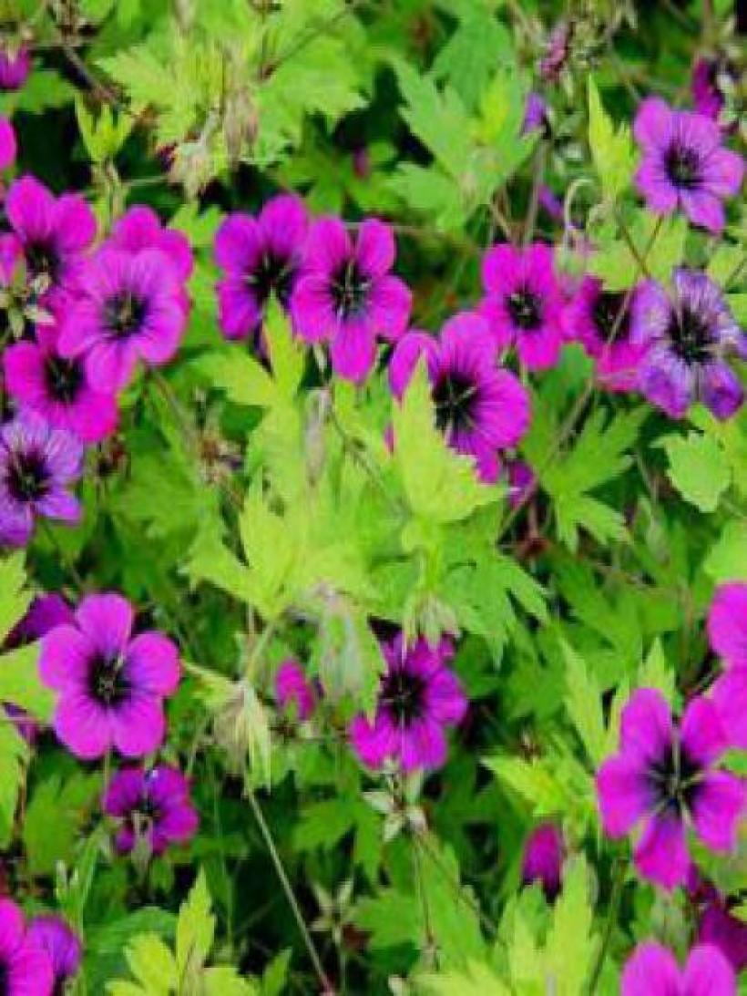 Le Géranium Anne Thomson, un géranium plus compact aux fleurs magenta.
