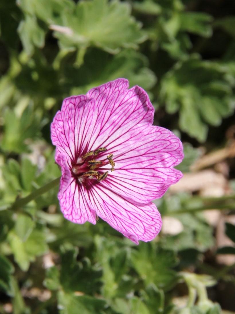 Geranium vivace cinereum Ballerina - Port compact et floraison rose