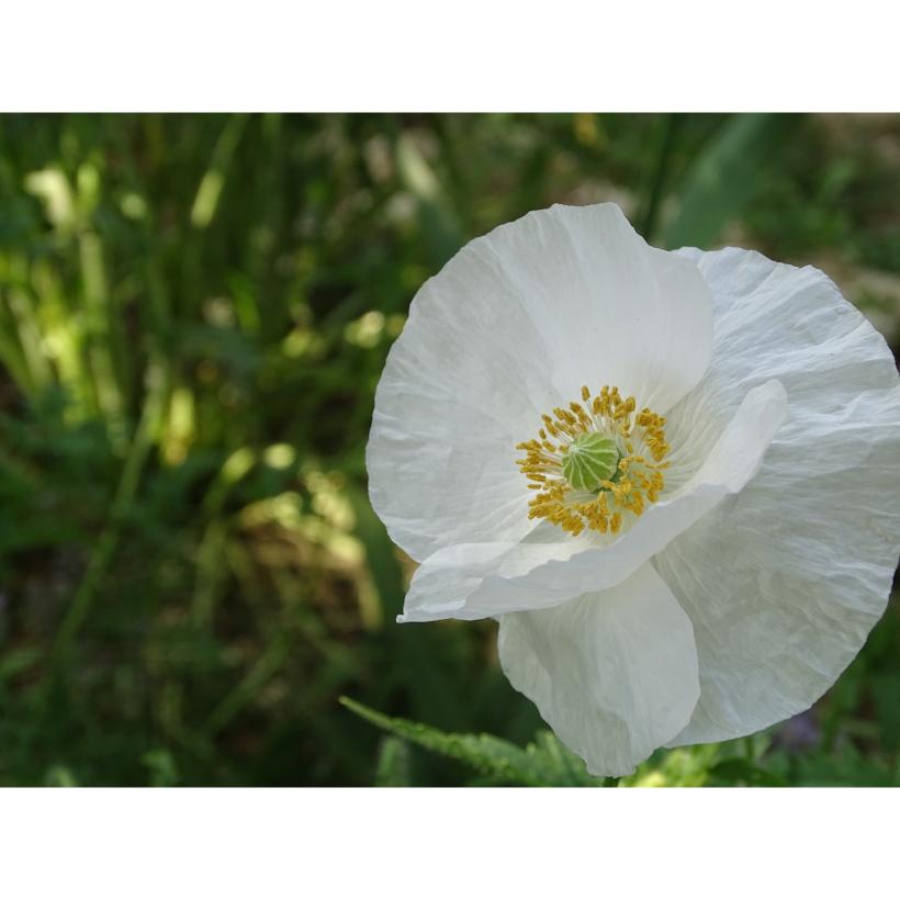 Pavot annuel Bridal Silk - Papaver rhoeas - Un coquelicot blanc!