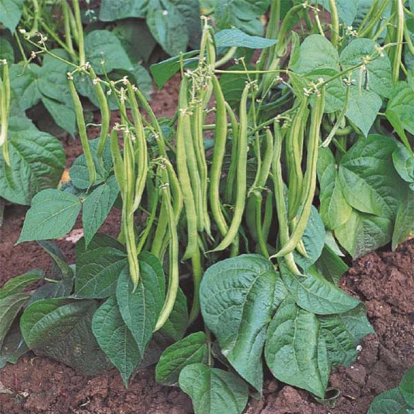 Haricot nain Maxi - Graines potagères - Un mangetout facile à cultiver