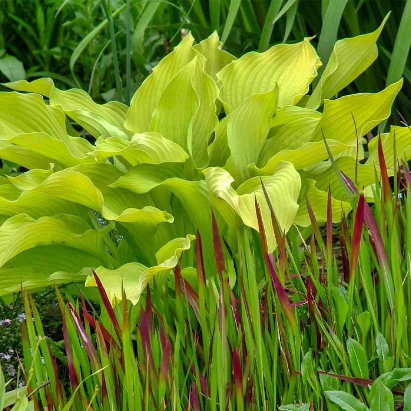 Hosta Sun Power - Un feuillage décoratif doré, très lumineux