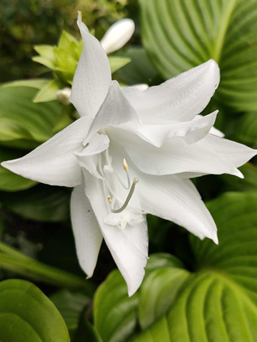 Hosta plantaginea Venus - Variété à fleurs doubles très parfumées