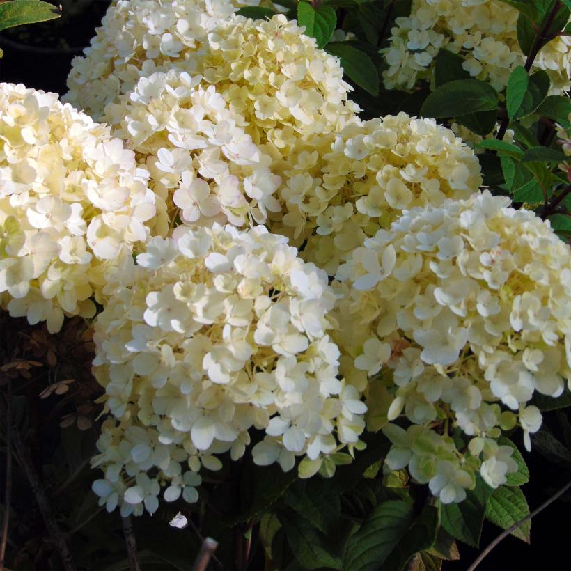 Hydrangea paniculata Bobo – Hortensia compact, blanc, pour petits jardins