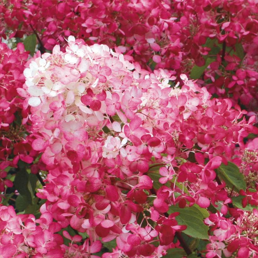 Hydrangea paniculata Diamant Rouge – Hortensia virant du blanc au rouge